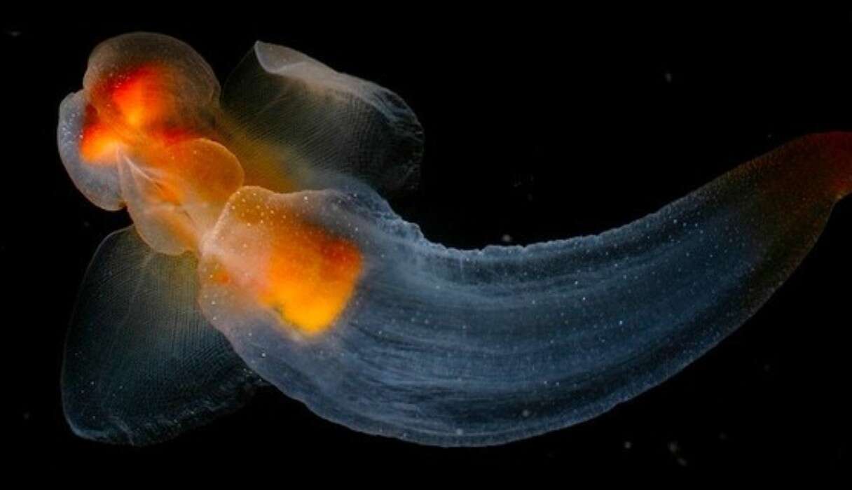 Blue Angels Sea Creature