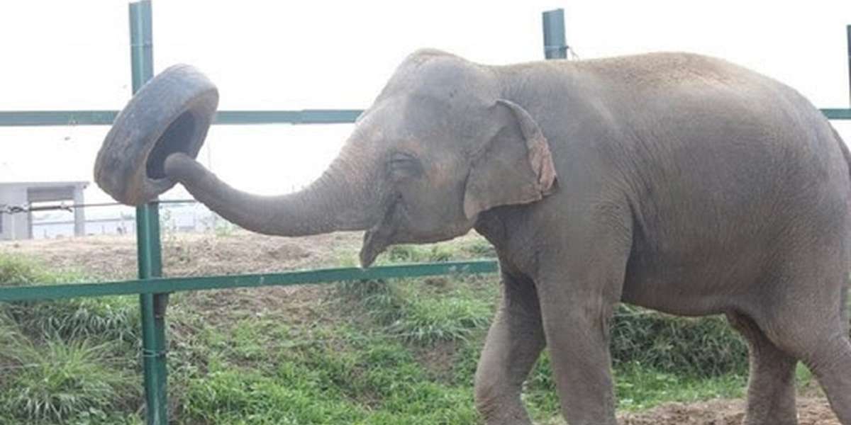 Raju, the 50-year-old Asian elephant, celebrates his first year of ...