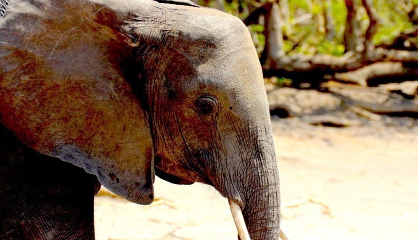 African Elephant Poaching Is Reaching A Tipping Point - The Dodo
