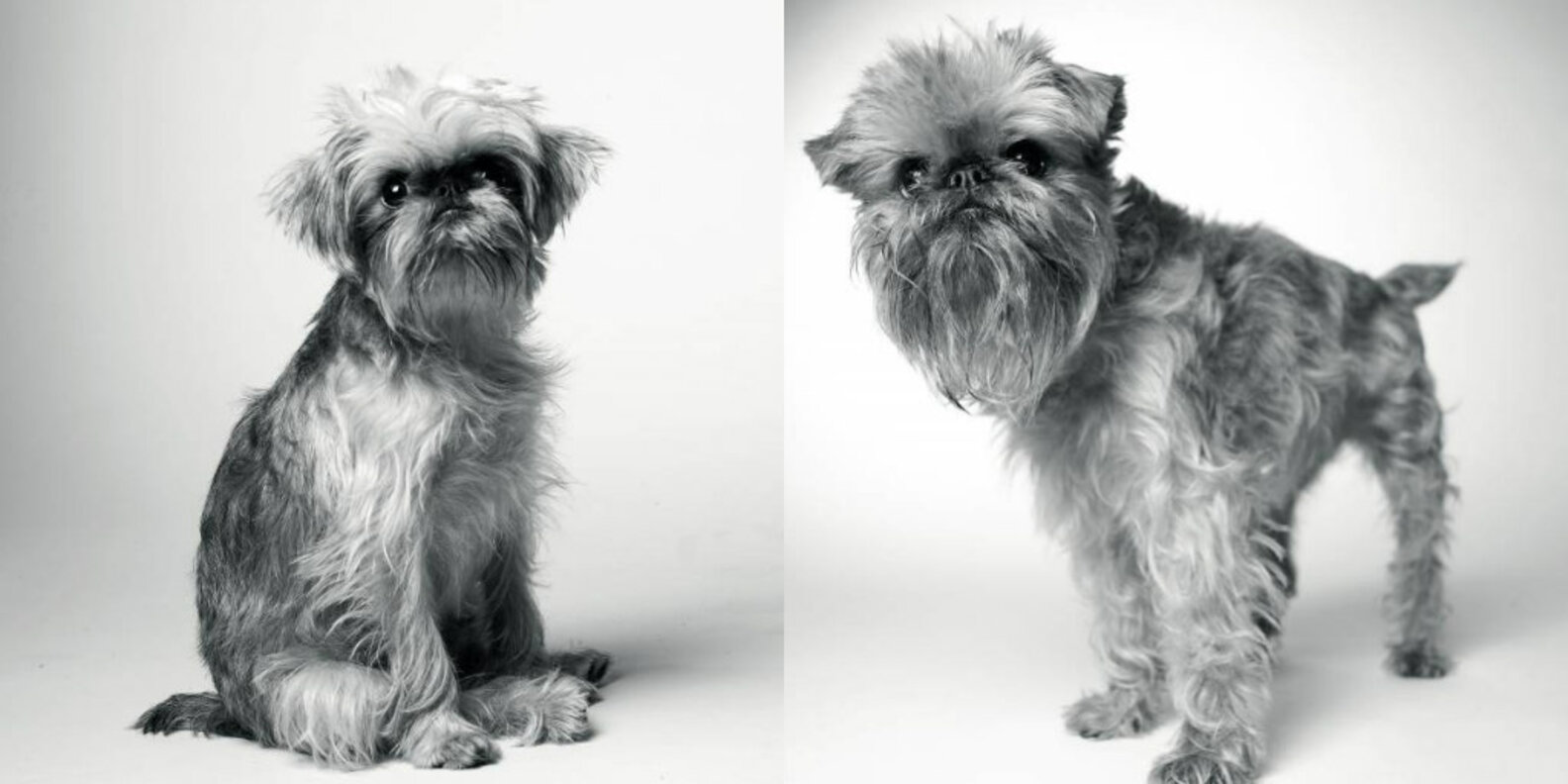 Portraits Taken Years Apart Show Dogs Get Even Lovelier With Age - The Dodo