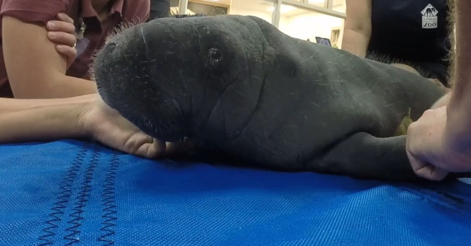Everyone Is Falling In Love With This Orphaned Baby Manatee - The Dodo