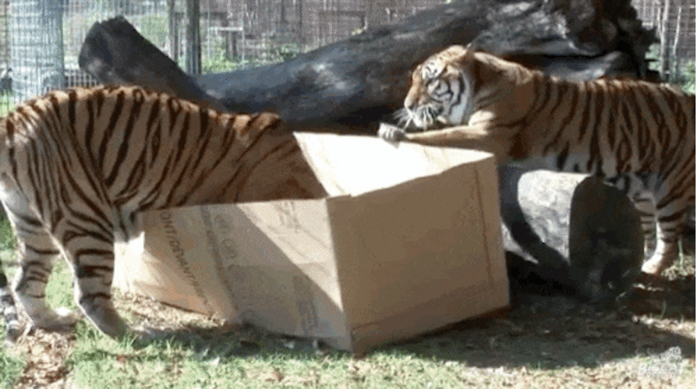 Watch What Happens When Big Cats Discover Cardboard Boxes - The Dodo