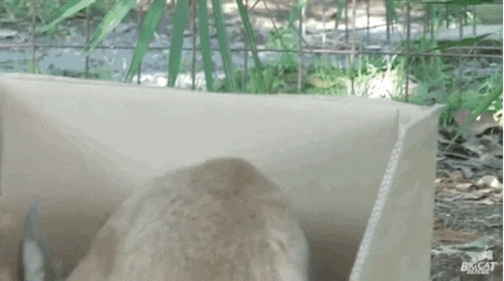 Watch What Happens When Big Cats Discover Cardboard Boxes - The Dodo