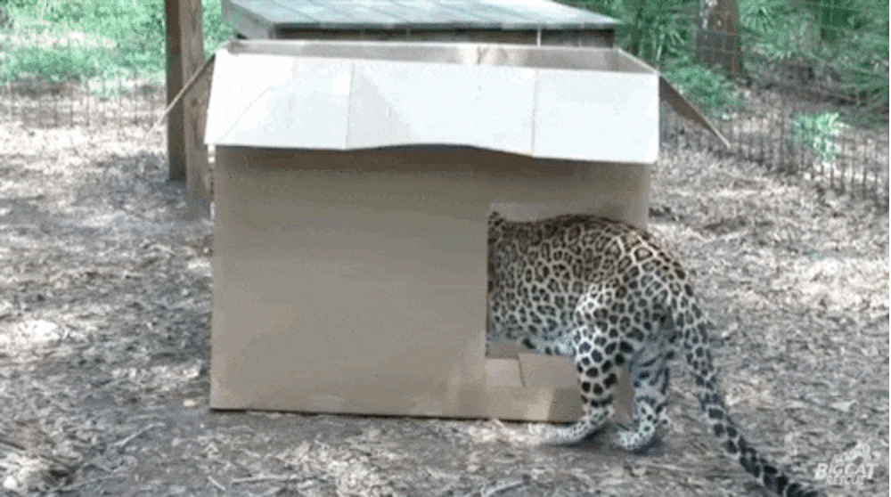 Watch What Happens When Big Cats Discover Cardboard Boxes - The Dodo