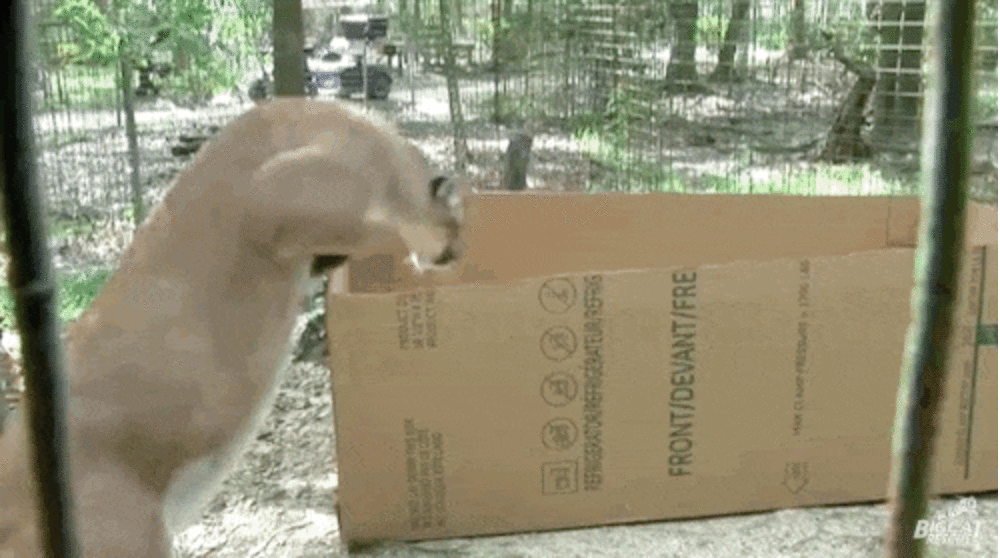 Watch What Happens When Big Cats Discover Cardboard Boxes - The Dodo