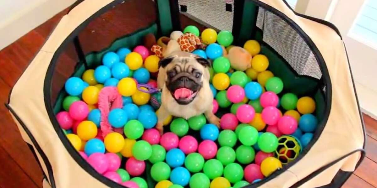 Playful Pug Romps And Pounces At His Own Ball Pit Party - The Dodo