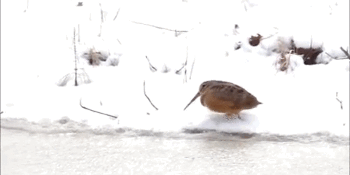 This Dancing Woodcock Has Some Sweet Moves For Your Wednesday - The Dodo
