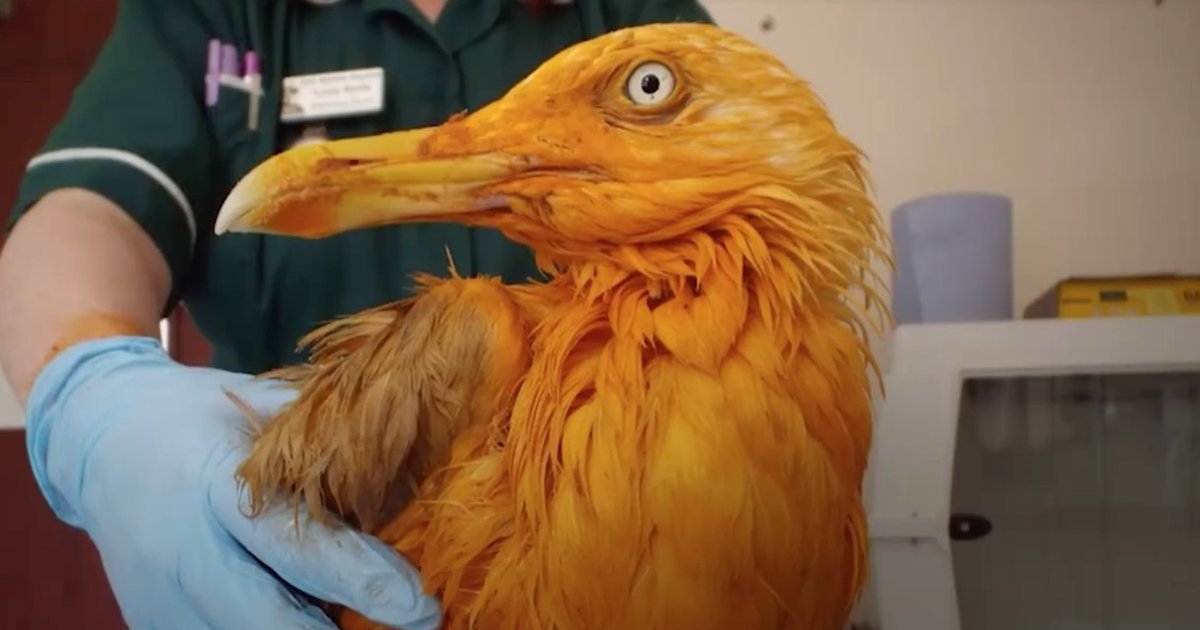 Seagull Falls Into A Vat Of Curry - The Dodo