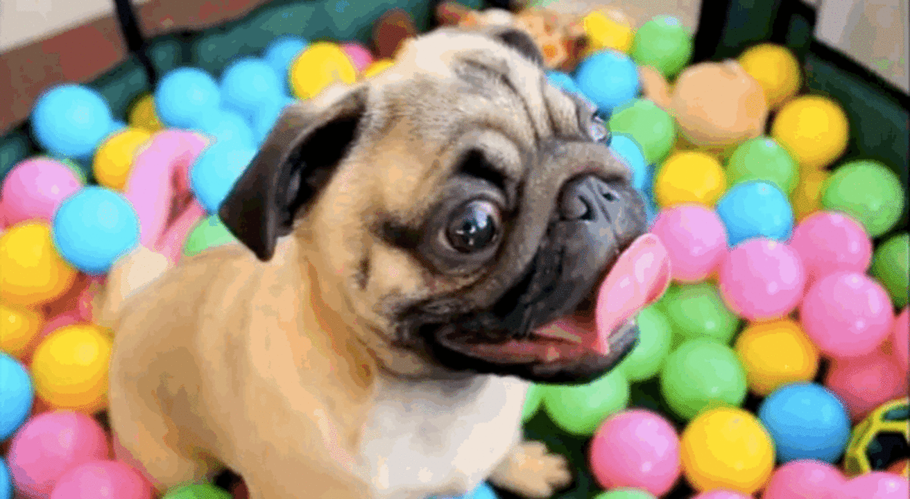 Playful Pug Romps And Pounces At His Own Ball Pit Party - The Dodo