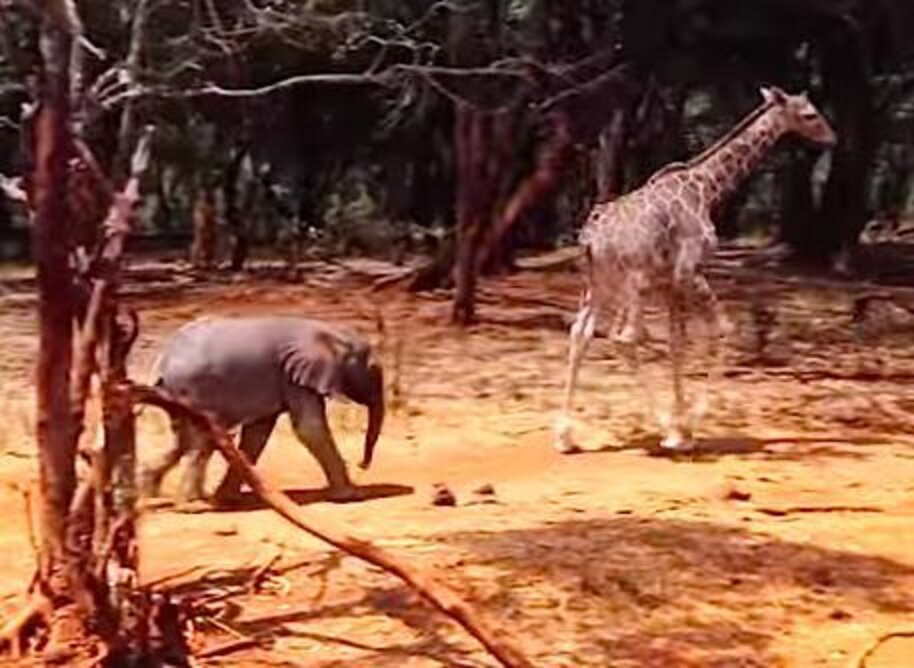 Baby Elephant Meets Baby Giraffe, Learns The World's Not So Scary - The Dodo