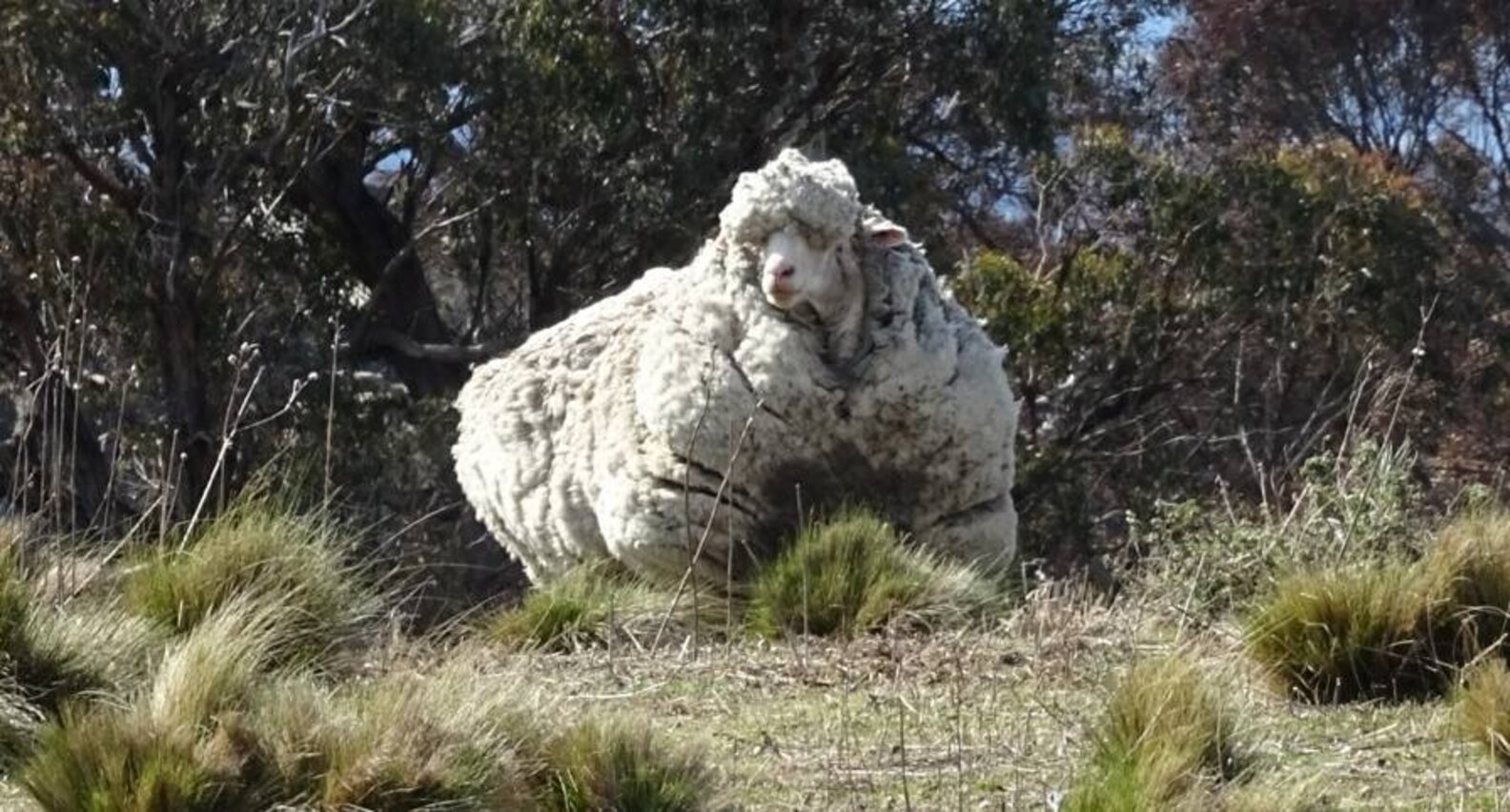 Stray Sheep Has A Whole New Look After Record-Breaking Trim - The Dodo