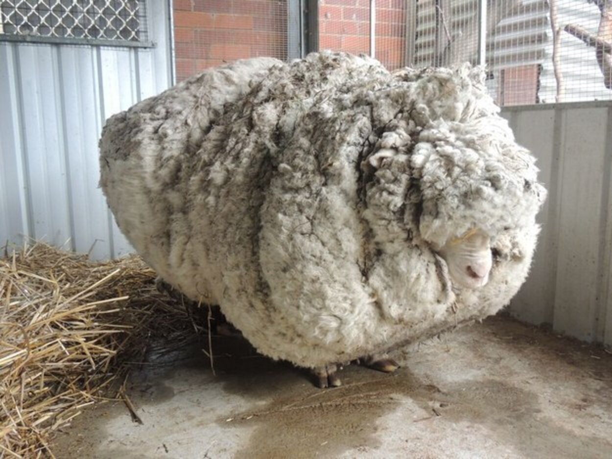 Stray Sheep Has A Whole New Look After Record-Breaking Trim - The Dodo