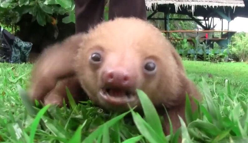 Watch Orphaned Sloths Squeaking For An Entire Blissful Minute - The Dodo