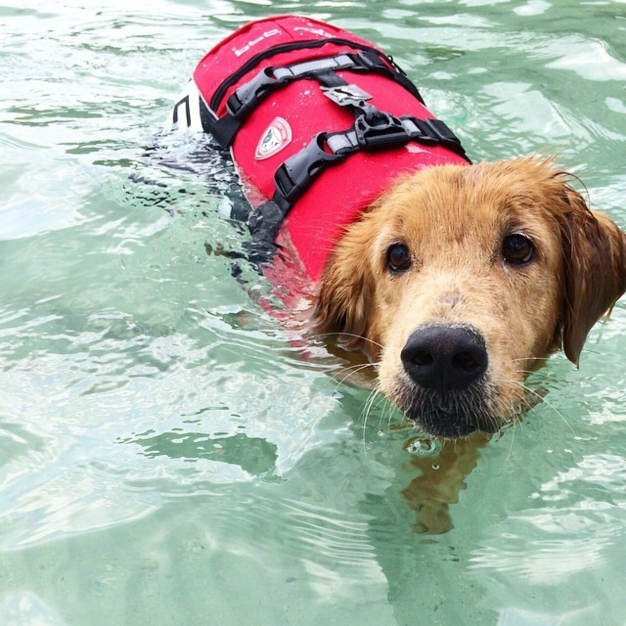 18 Dogs Who May Be Part Fish - The Dodo