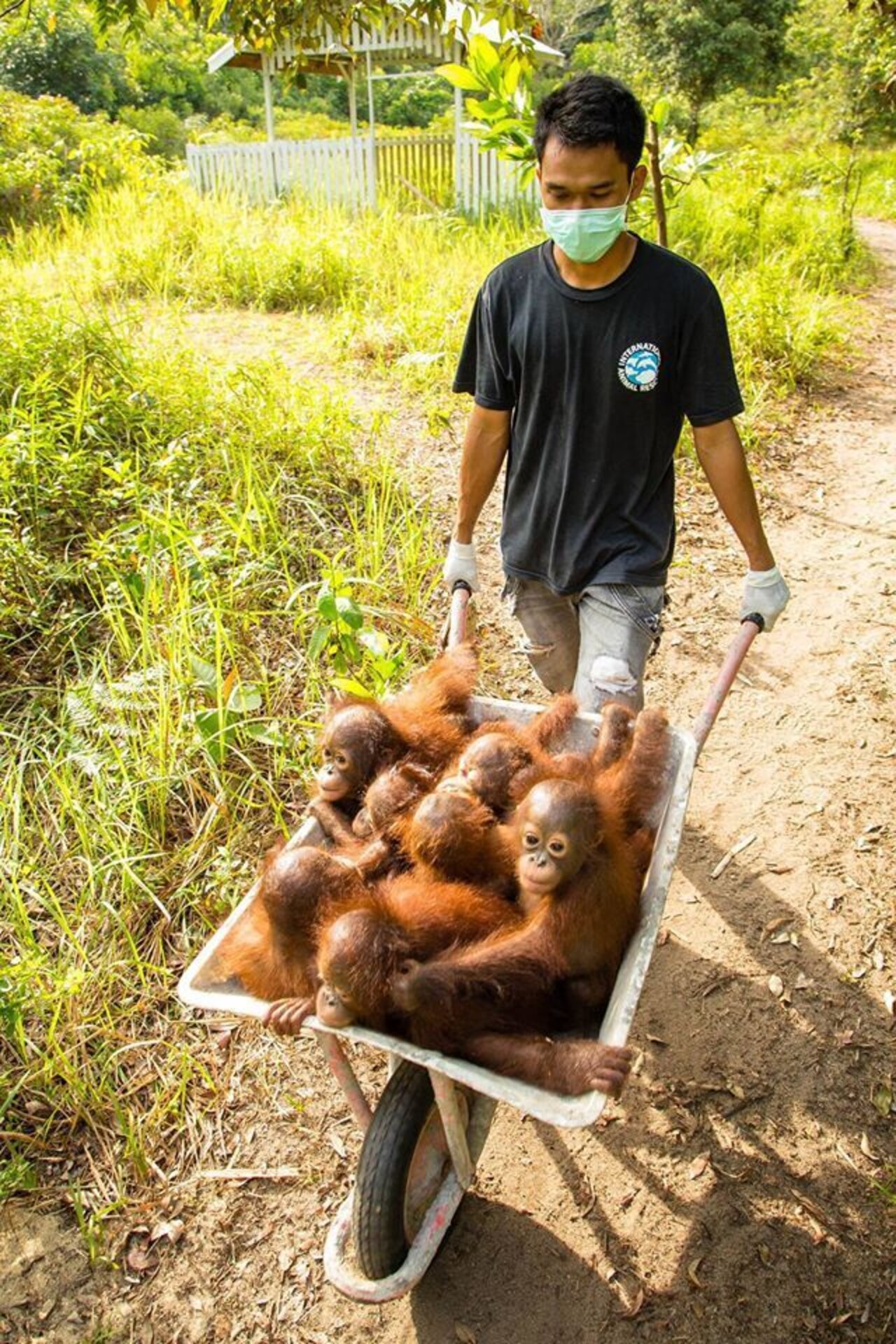 Orphaned Baby Orangutans Are Thrilled To Ride To Forest School In ...