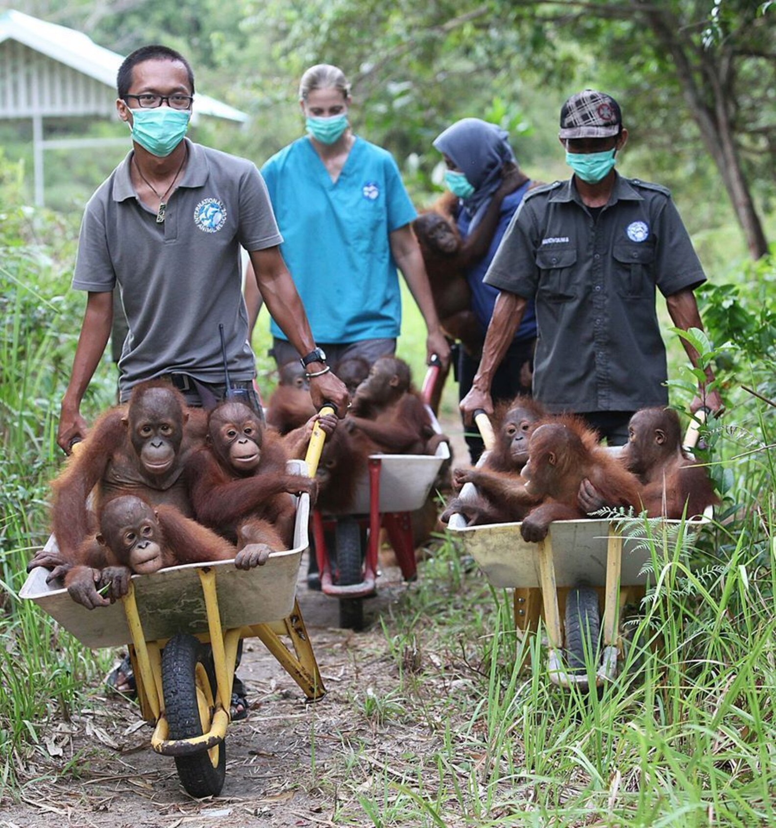 Orphaned Baby Orangutans Are Thrilled To Ride To Forest School In ...