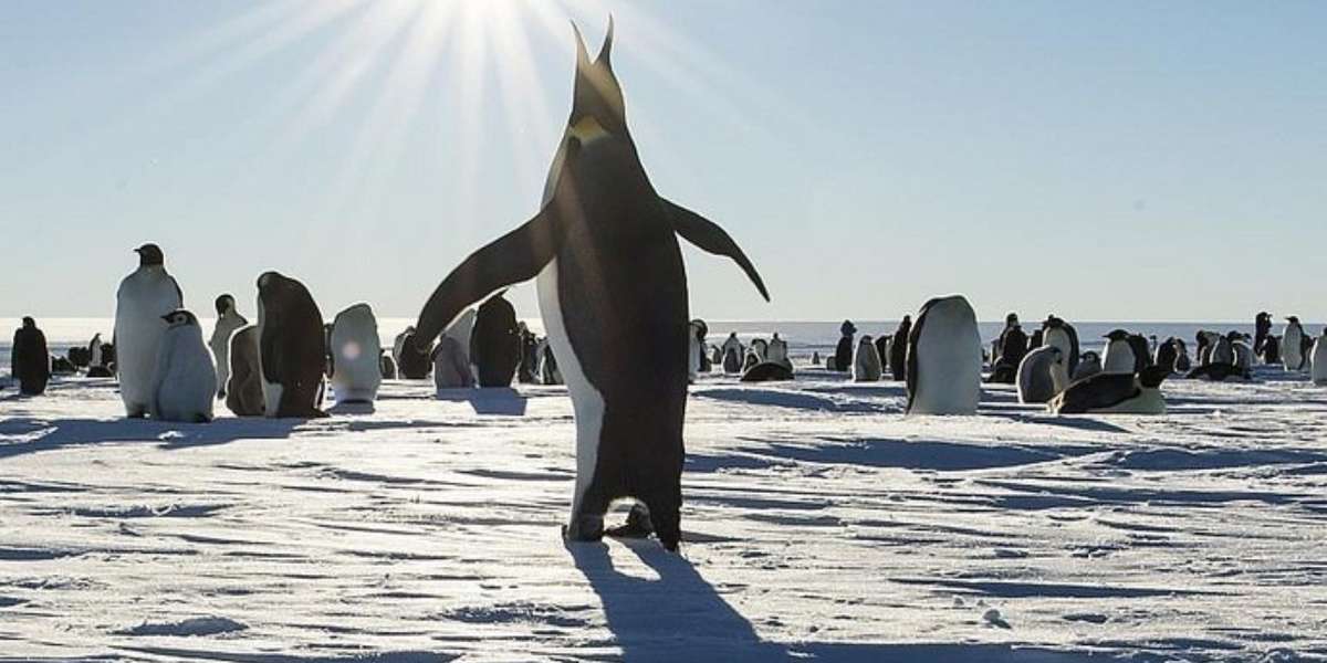 Study Proves That A 6-Foot-Tall Penguin Once Waddled Around Earth - The ...