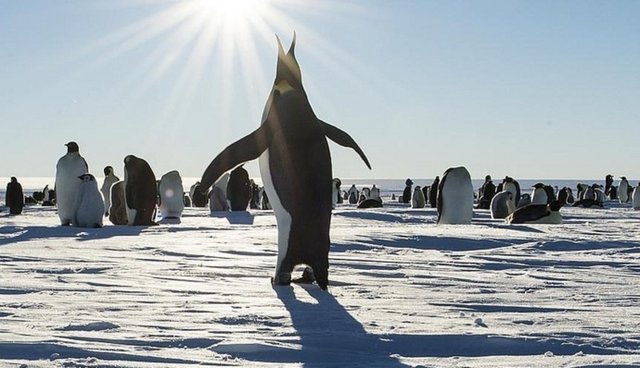 Study Proves That A 6-Foot-Tall Penguin Once Waddled Around Earth - The ...