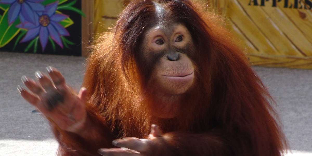 Universal Studios Theme Parks Agree To Stop Forcing Primates To Perform ...