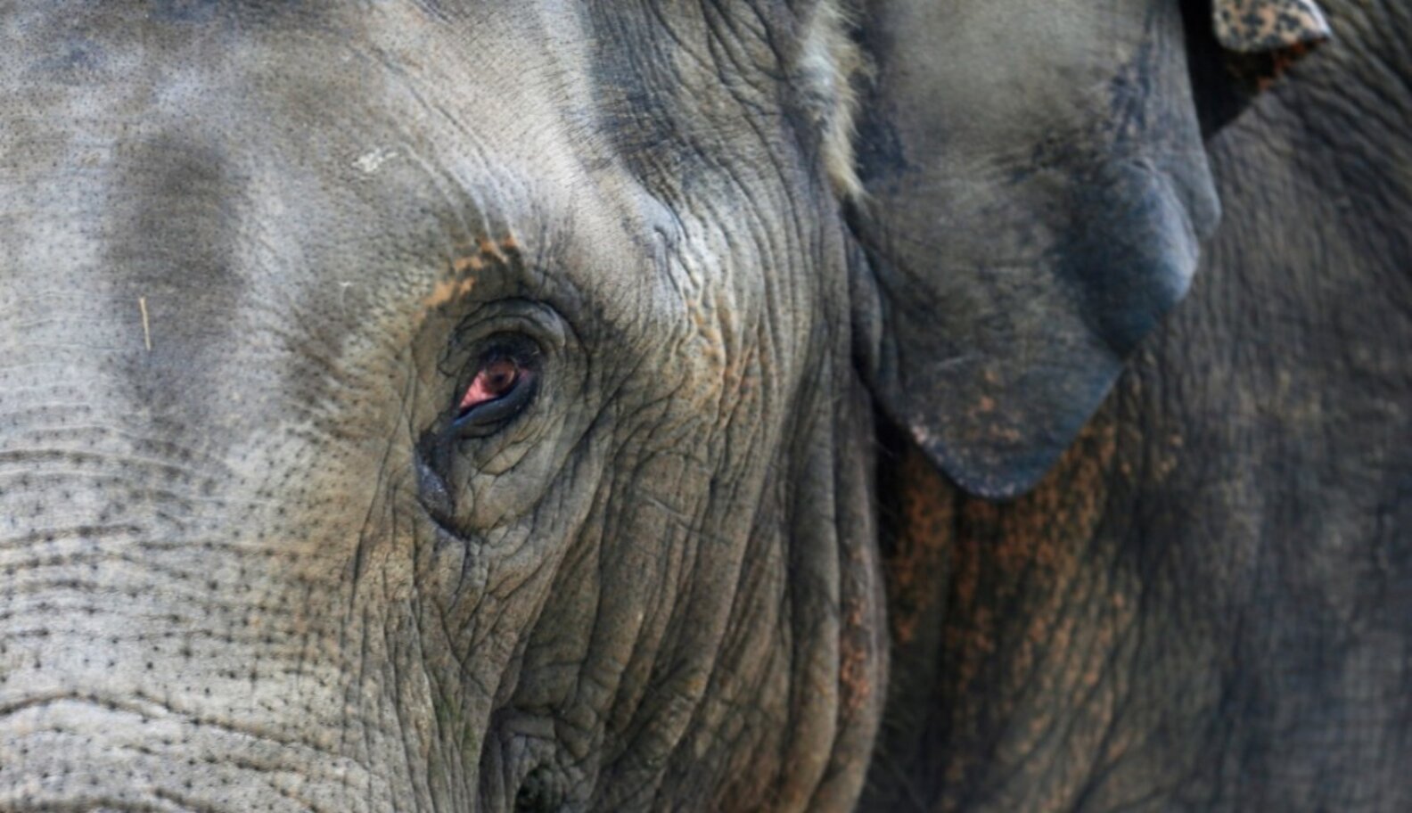 How You Can Help Mali, The Only Captive Elephant In the Philippines ...