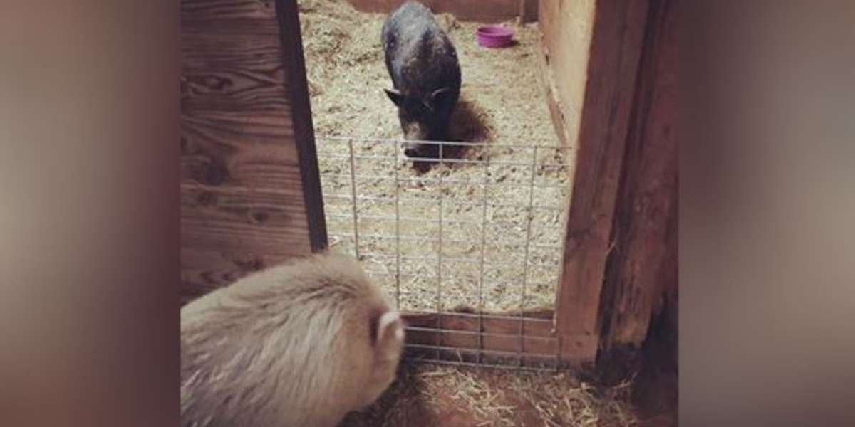 Pig Found On City Streets Is About To Make His First Real Friend - The Dodo