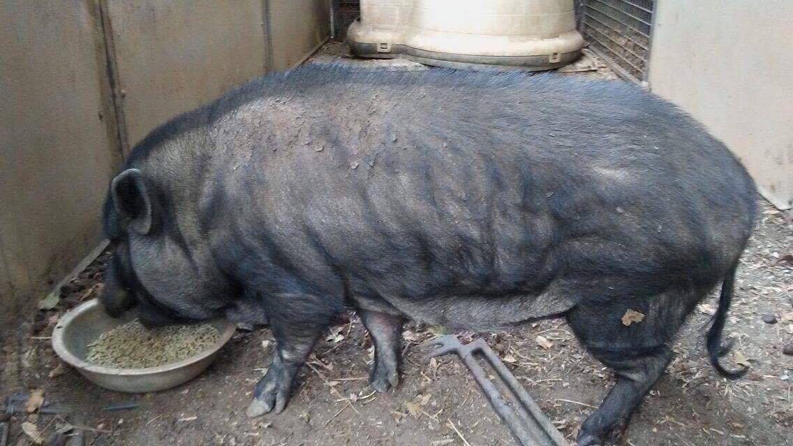 Pig Found On City Streets Is About To Make His First Real Friend - The Dodo