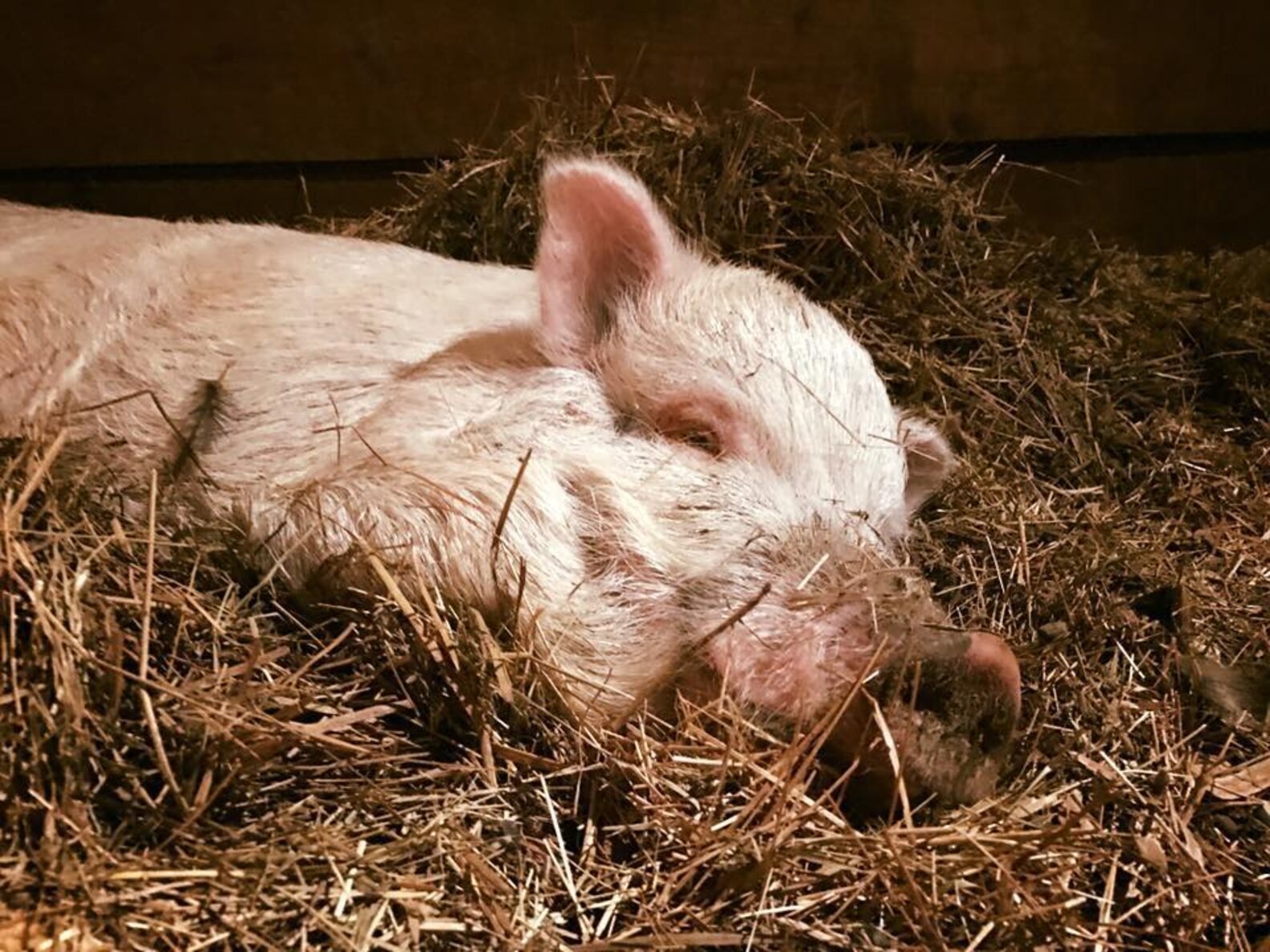 Pig Found On City Streets Is About To Make His First Real Friend - The Dodo