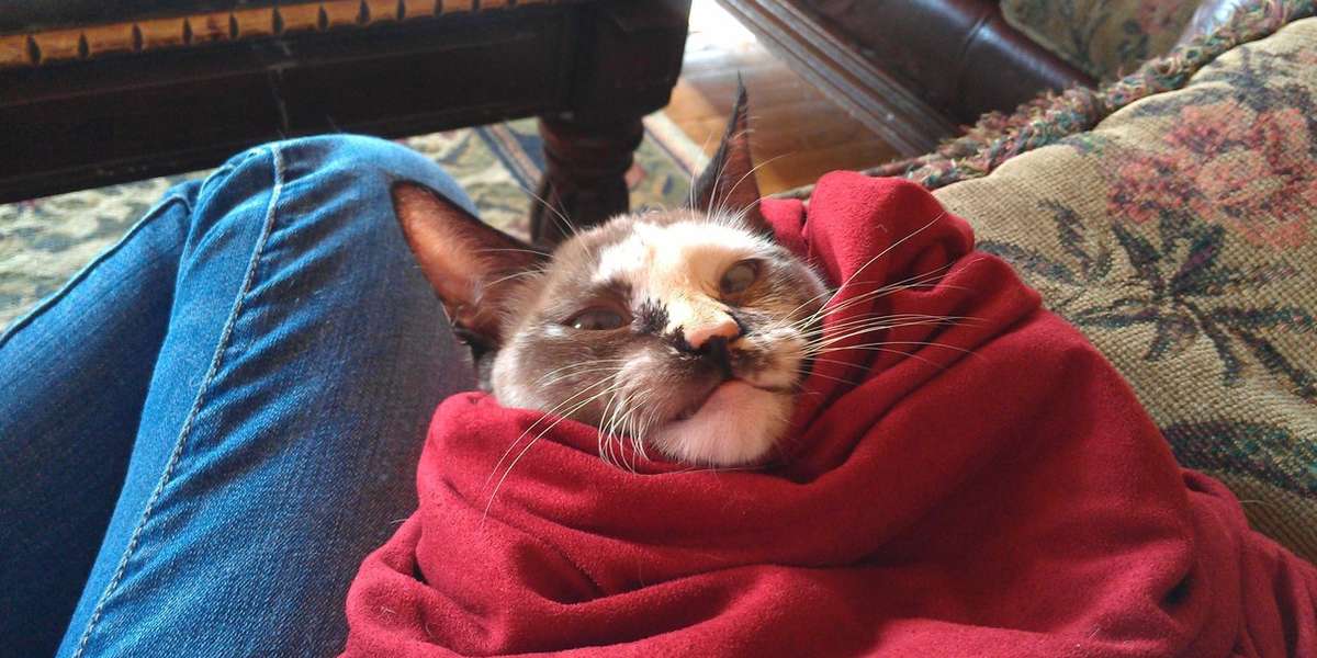 19 Cats Who Are Winning Winter By Becoming A 'Purrito' - The Dodo