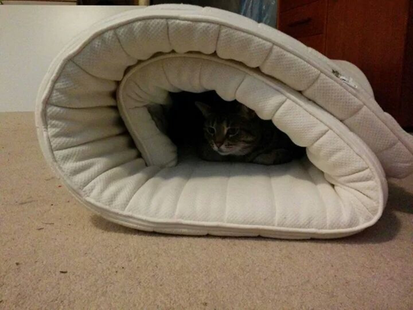 19 Cats Who Are Winning Winter By Becoming A 'Purrito' - The Dodo