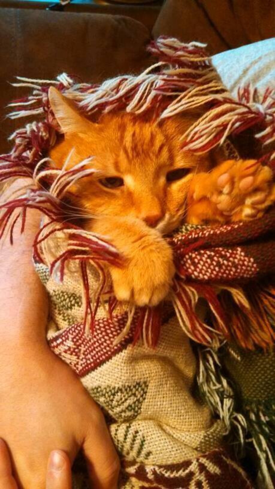 19 Cats Who Are Winning Winter By Becoming A 'Purrito' - The Dodo