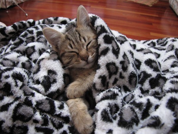 19 Cats Who Are Winning Winter By Becoming A 'Purrito' - The Dodo