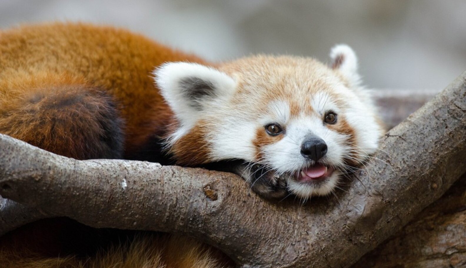 9 Things The Internet Didn't Teach You About Red Pandas - The Dodo