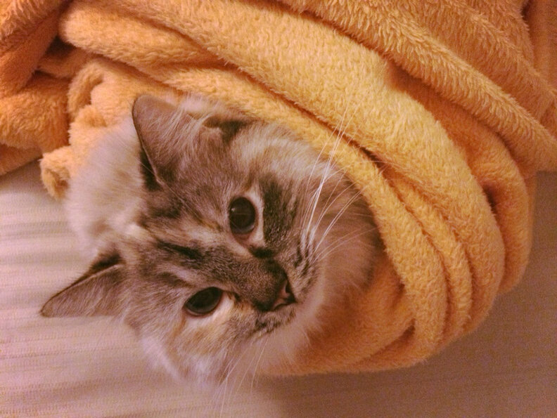 19 Cats Who Are Winning Winter By Becoming A 'Purrito' - The Dodo