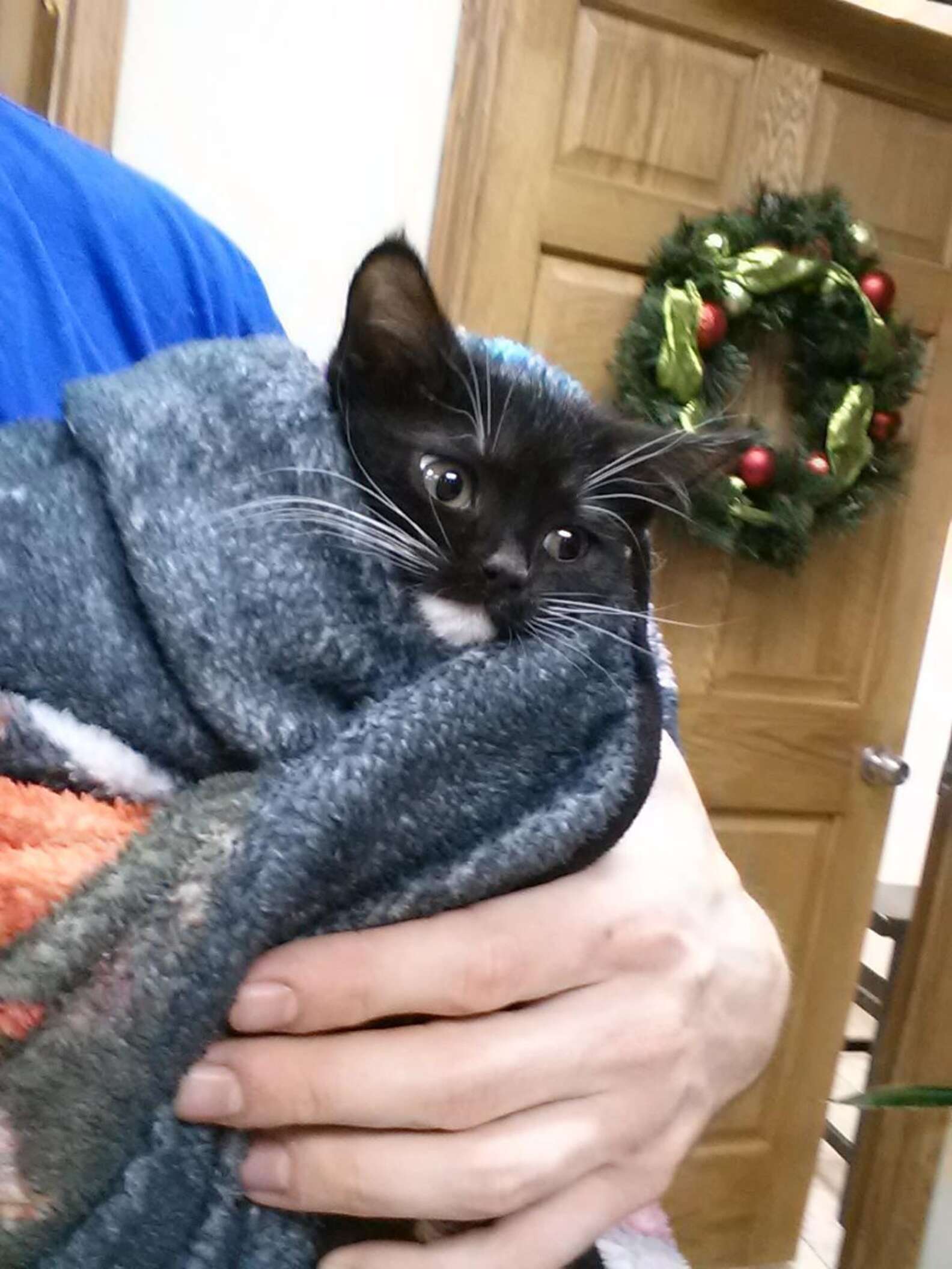 19 Cats Who Are Winning Winter By Becoming A 'Purrito' - The Dodo
