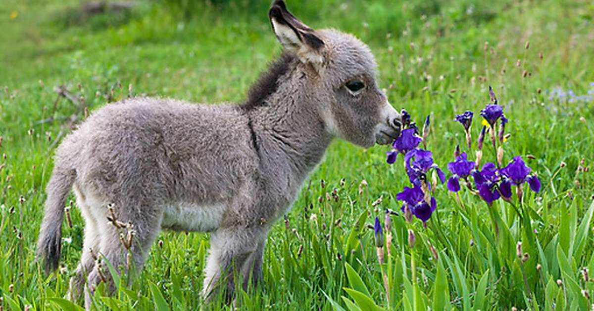 Little Donkeys Who Are Too Perfect To Be Real - The Dodo