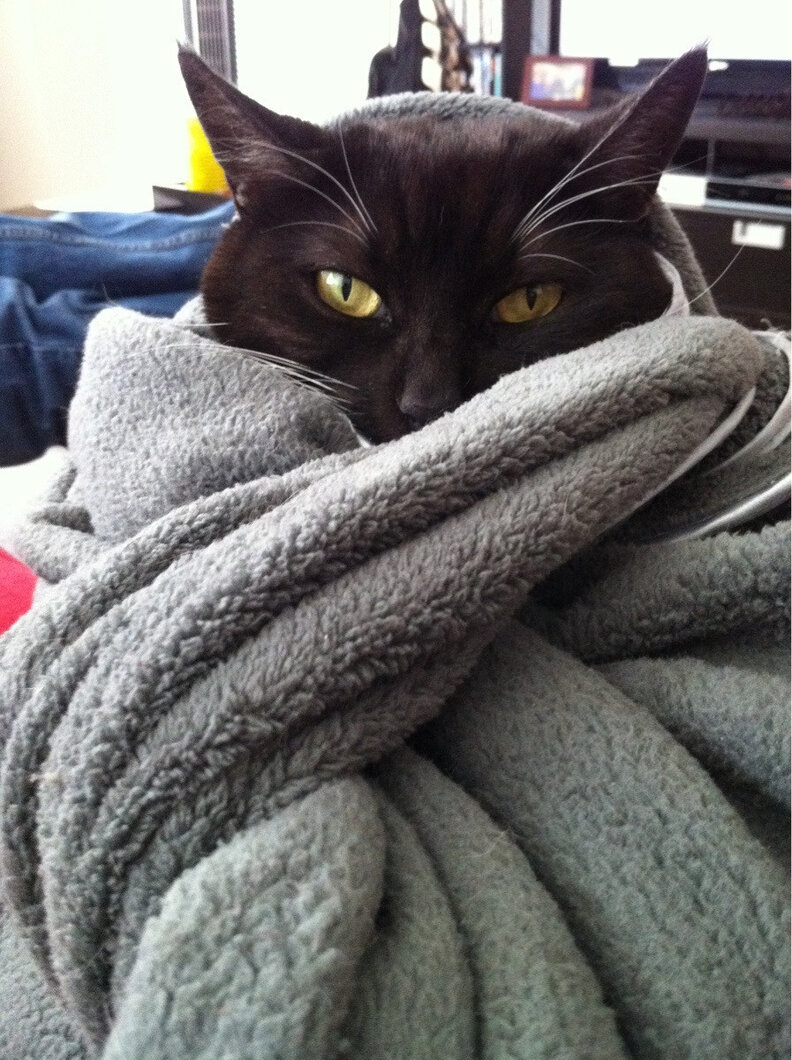 19 Cats Who Are Winning Winter By Becoming A 'Purrito' - The Dodo