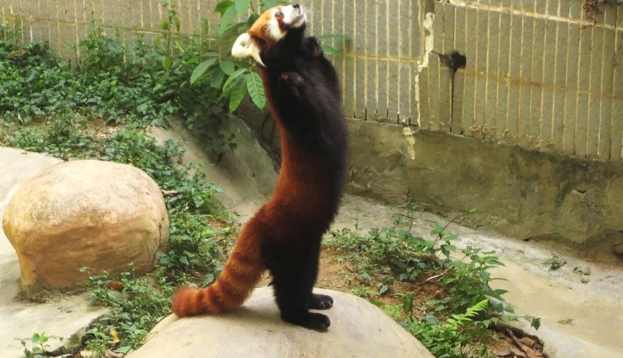 9 Things The Internet Didn't Teach You About Red Pandas - The Dodo