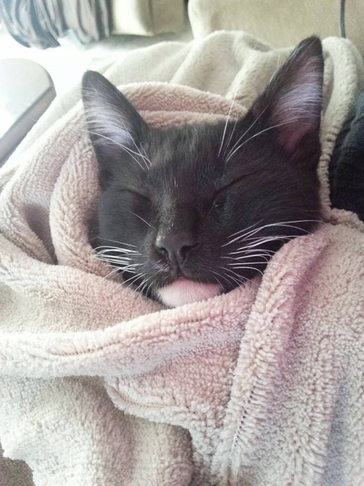 19 Cats Who Are Winning Winter By Becoming A 'Purrito' - The Dodo
