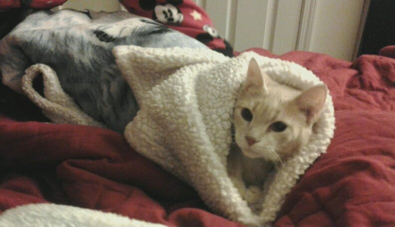 19 Cats Who Are Winning Winter By Becoming A 'Purrito' - The Dodo