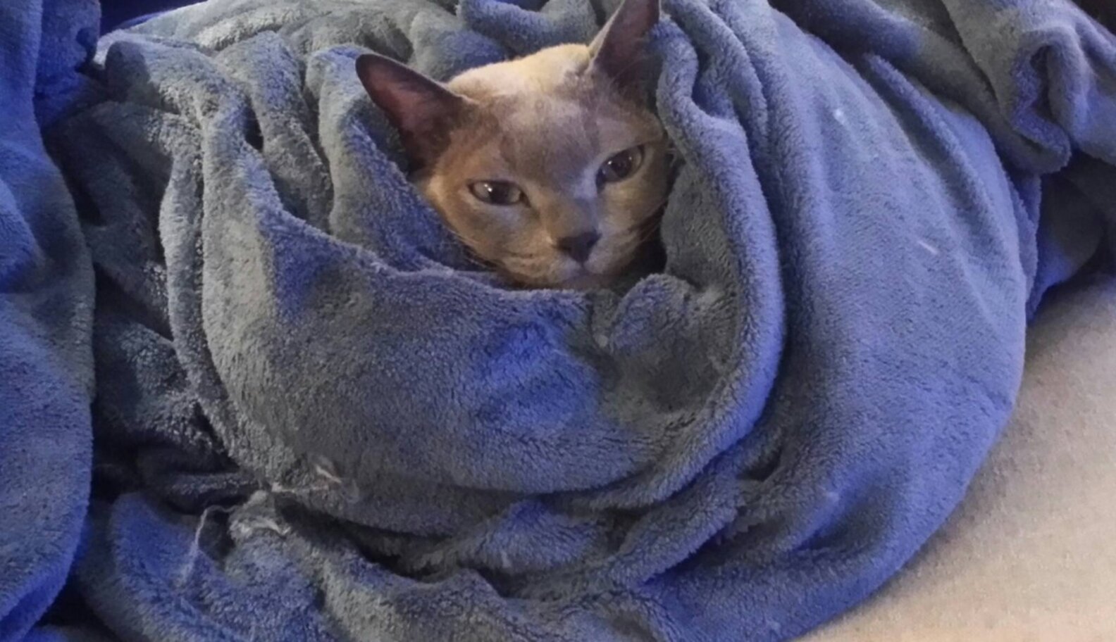 19 Cats Who Are Winning Winter By Becoming A 'Purrito' - The Dodo