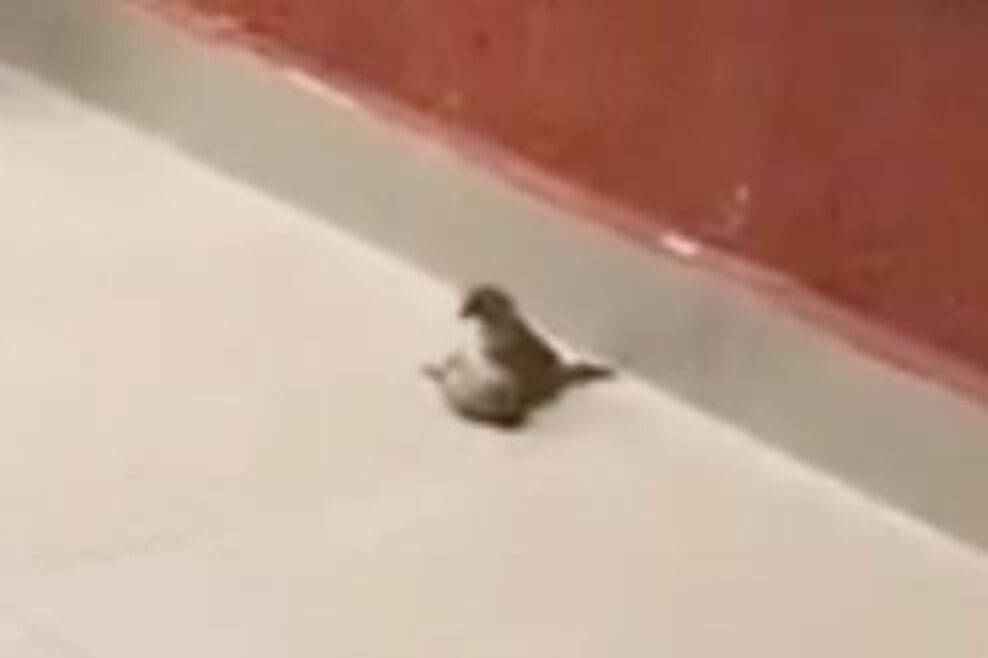 Watch This Loyal Bird Bring His Unconscious Friend Back To Life - The Dodo