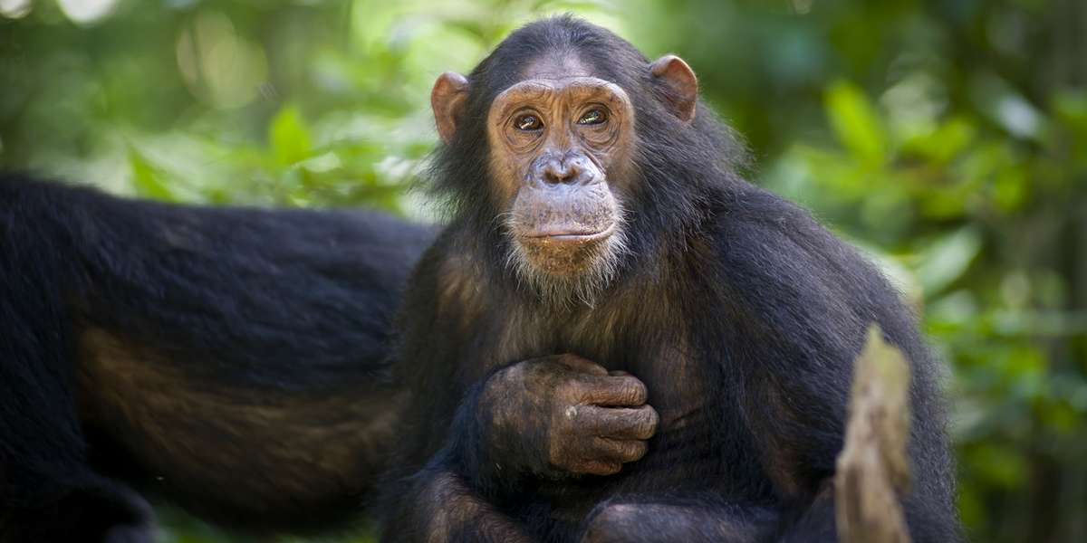 Lab Chimps Retired ... To Irresponsible Zoo - The Dodo