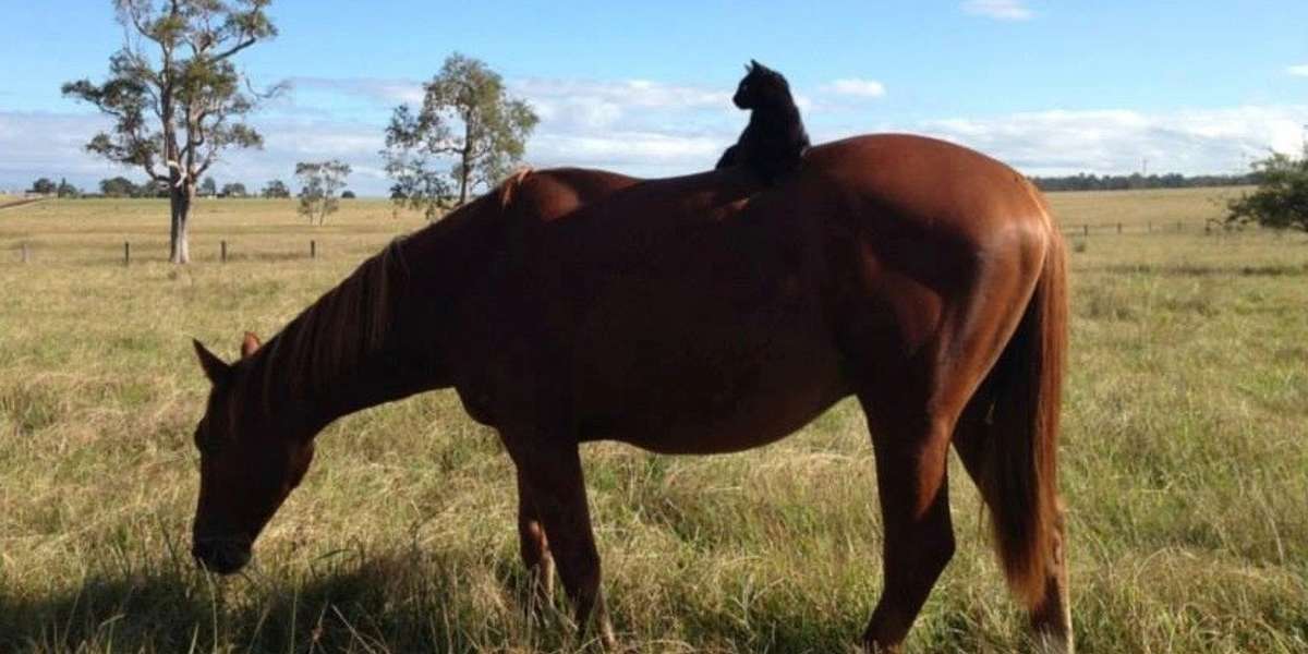 Horseback Riding Cat Loves Spending Time Atop His New Best Friend - The ...