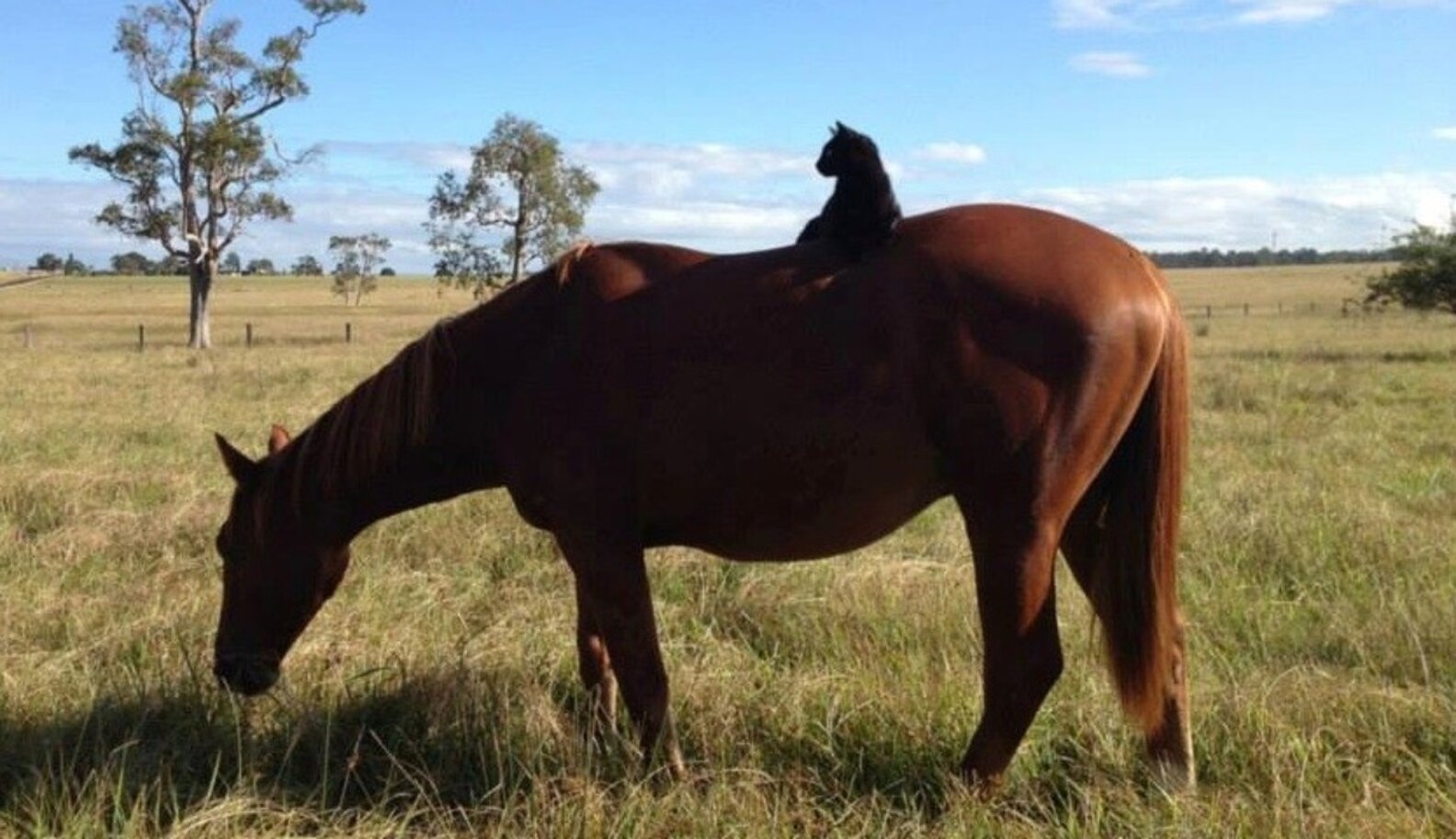 Horseback Riding Cat Loves Spending Time Atop His New Best Friend - The ...