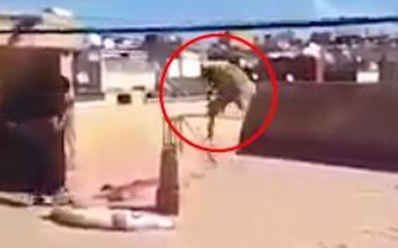 Scared Lamb Makes Heart-Wrenching Decision To Escape Slaughter - The Dodo