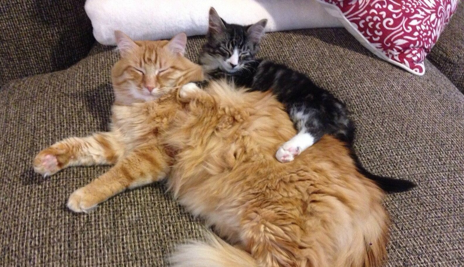 29 Little Cats Who Prefer To Be The Big Spoon - The Dodo