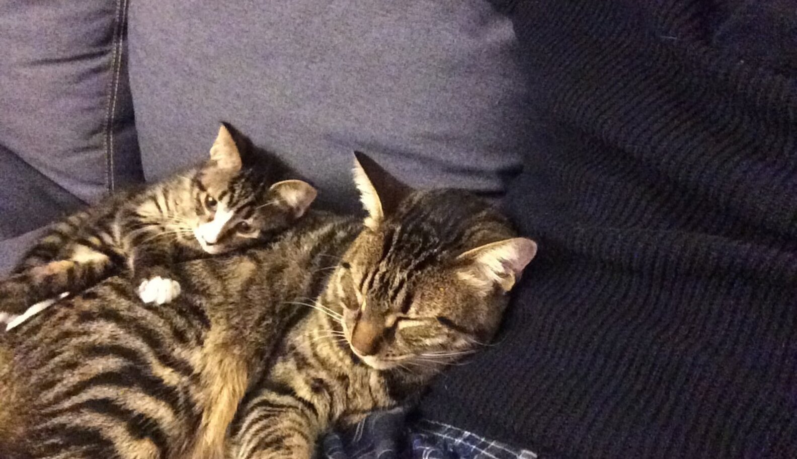 29 Little Cats Who Prefer To Be The Big Spoon - The Dodo