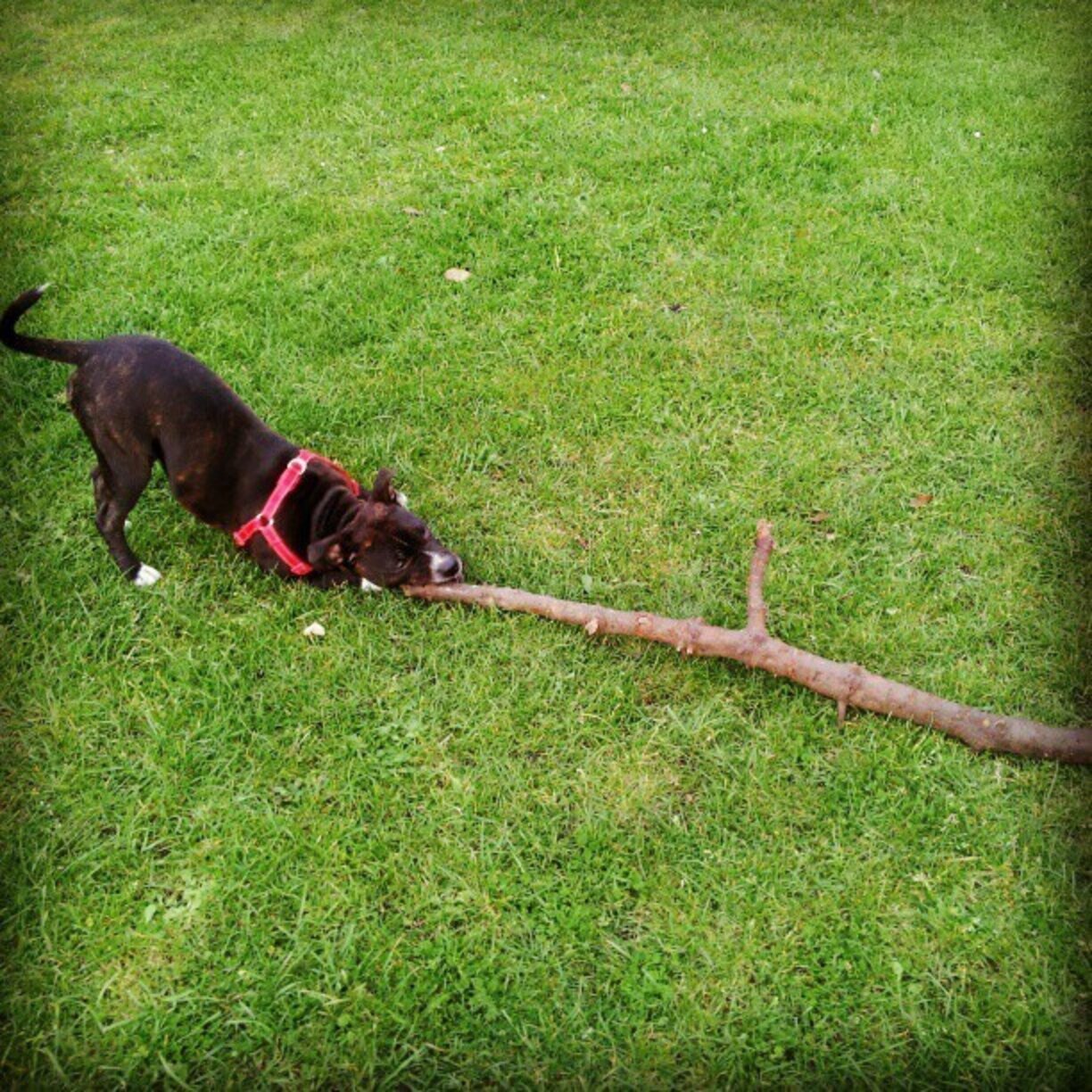 26 Dogs Who Fetched Sticks That Are WAY Too Big - The Dodo