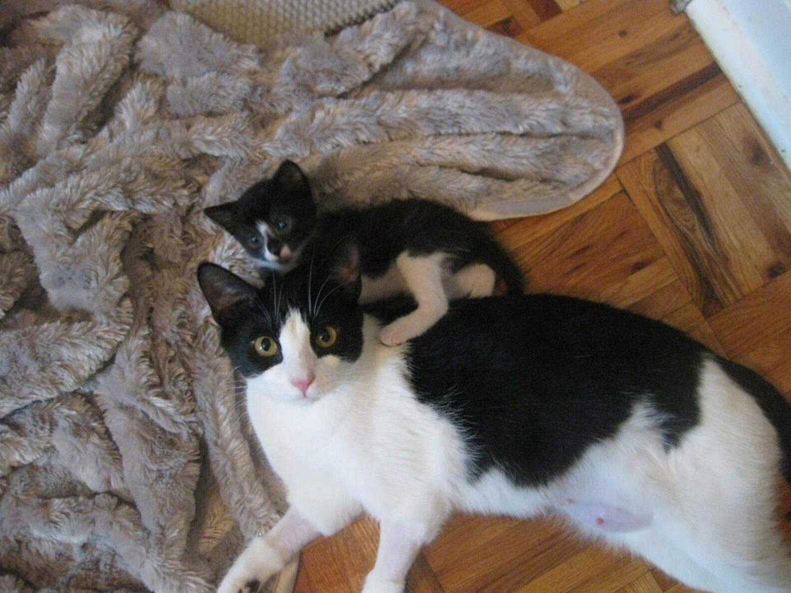 29 Little Cats Who Prefer To Be The Big Spoon - The Dodo
