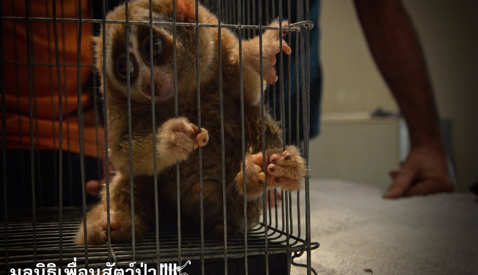 These Animals Almost Lost Their Lives — Thanks To Facebook - The Dodo